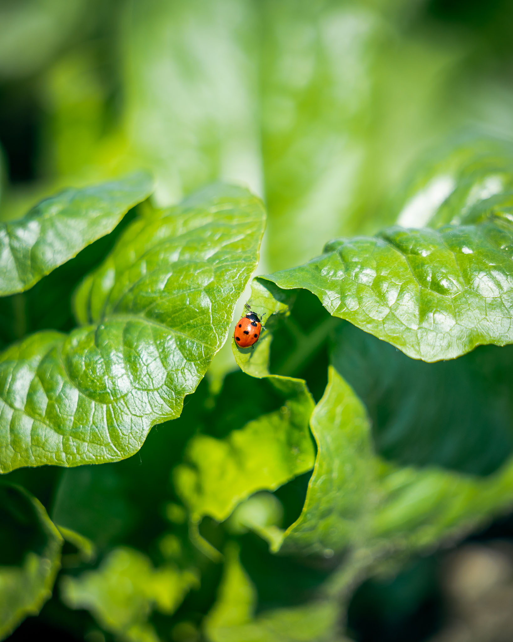 Bio bij BelOrta | BelOrta